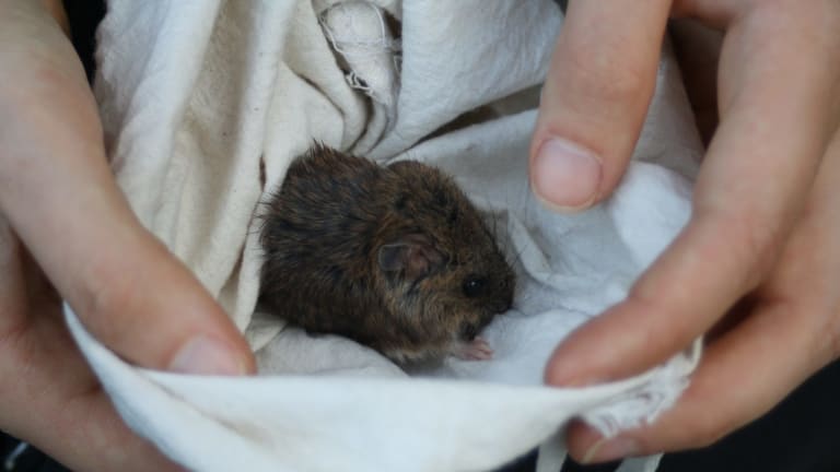 One of Victoria's rarest rodents, the New Holland mouse, found at ...