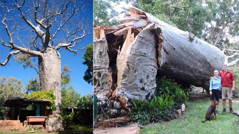1000-year-old iconic boab tree at Ellenbrae Station falls after heavy rains