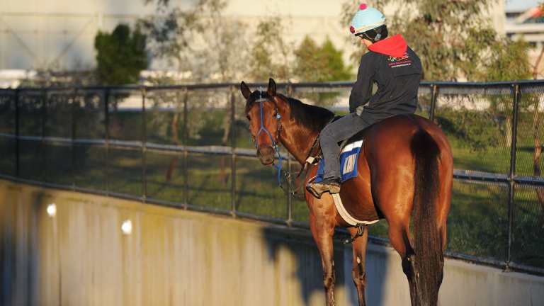 Champion sire Galileo attracts cream of broodmares