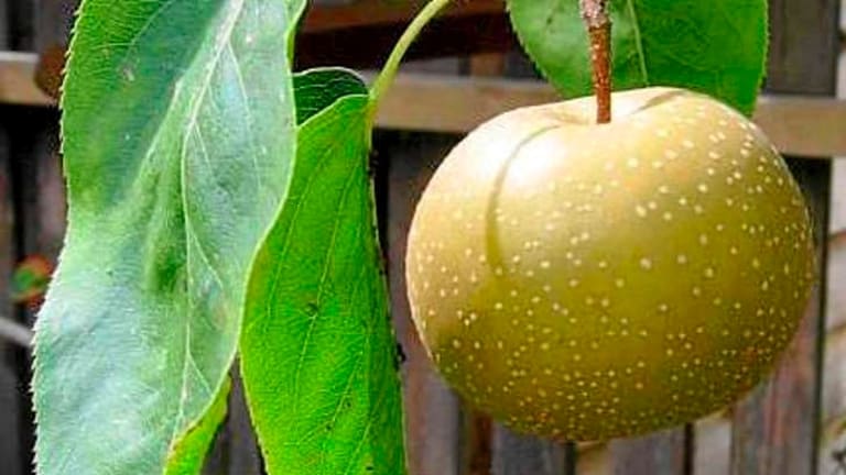 CSIRO says Korean pears are the best way to prevent hangovers