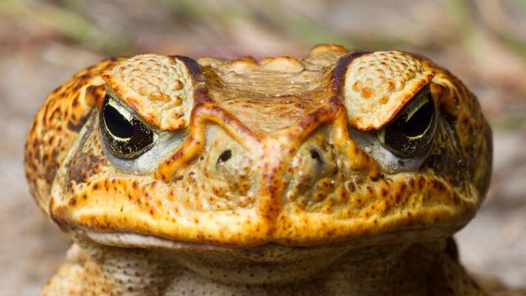 Three live cane toads found in Perth truck