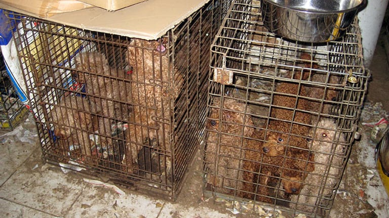 Horrific cases of animal hoarding uncovered