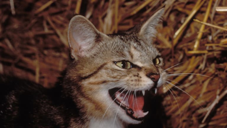 Killer cat saved birds by destroying rats