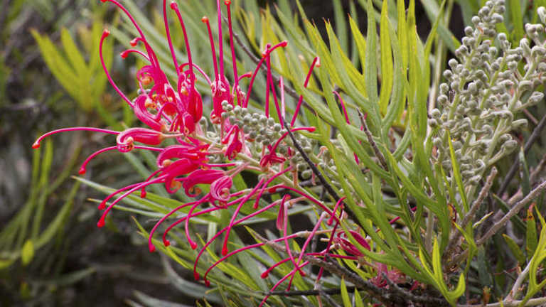 A cure for unhappy grevilleas