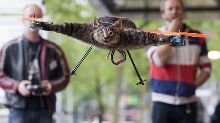 A flying cat? Dutch artist turns dead feline into a helicopter