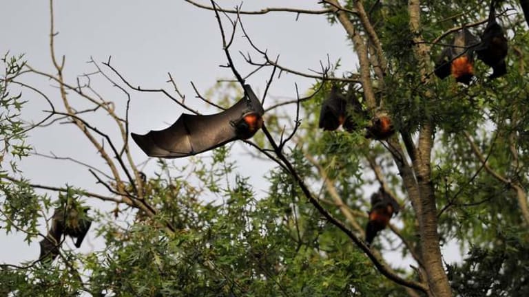 Warning issued over handling Canberra bats