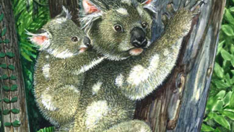Ancient koalas had the pick of not-so-tough nosh