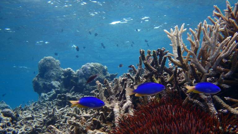 Coral bleaching puts damselfish in distress by masking predator scent