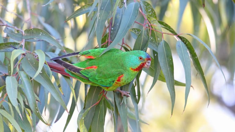 Swift parrot flies into government roadblock