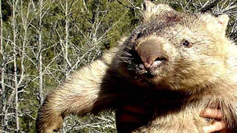 Wombat combat: danger is their middle name