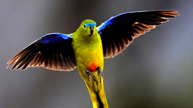 Rare parrots flock south-west of Melbourne