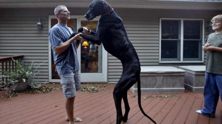 'Gentlest giant': Zeus, the world's largest dog, dies
