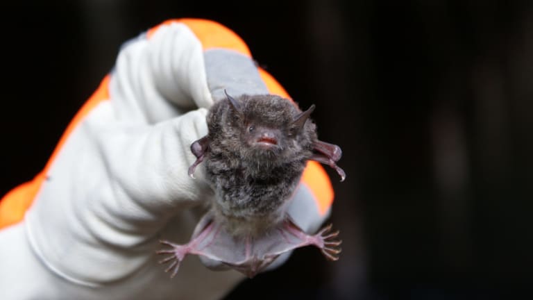 Endangered fishing bats found around Sydney Harbour