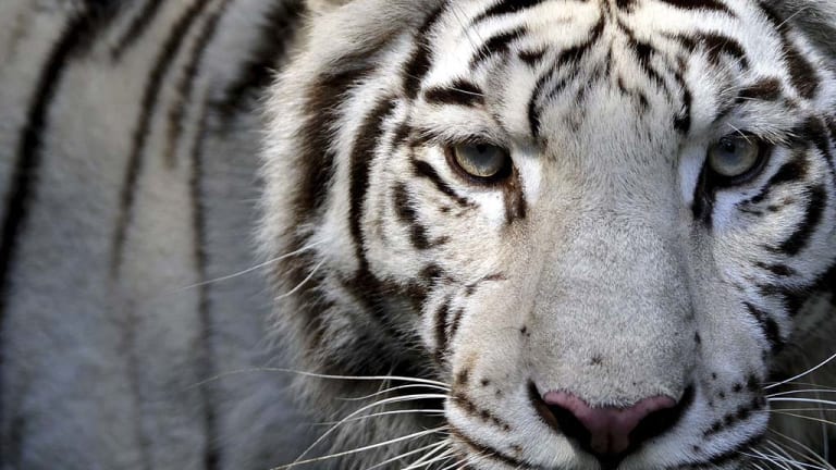 The SAFE way to save a tiger