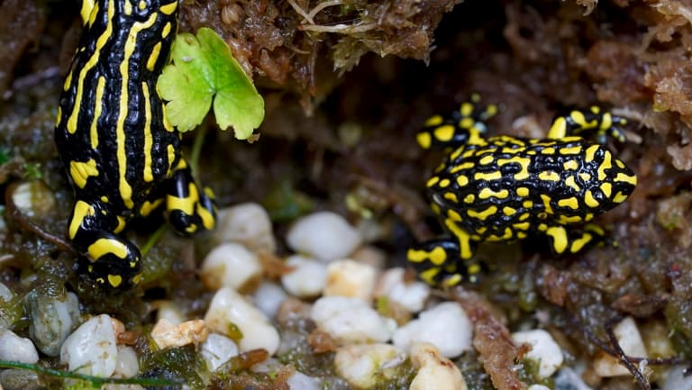 Zoos release eggs to help corroboree frogs leap out of extinction