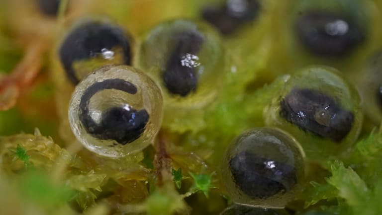 Zoos release eggs to help corroboree frogs leap out of extinction