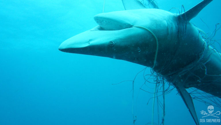 'Illusion of safety': Shark nets on trial as bycatch rates rise