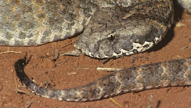 Scientists, historians adder up clues to find truth about lost snake