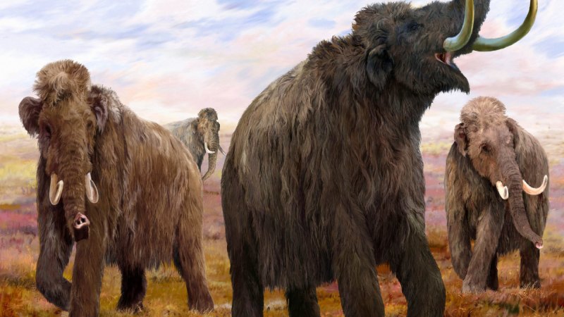 Scientists on the verge of creating hybrid elephant and mammoth