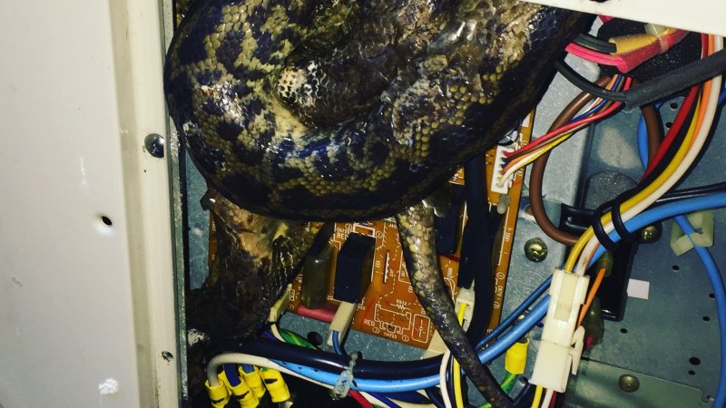 Technicians in shock after snake found in Sydney air conditioning unit
