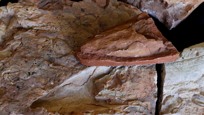 South African fossils rewrite early history of life on land
