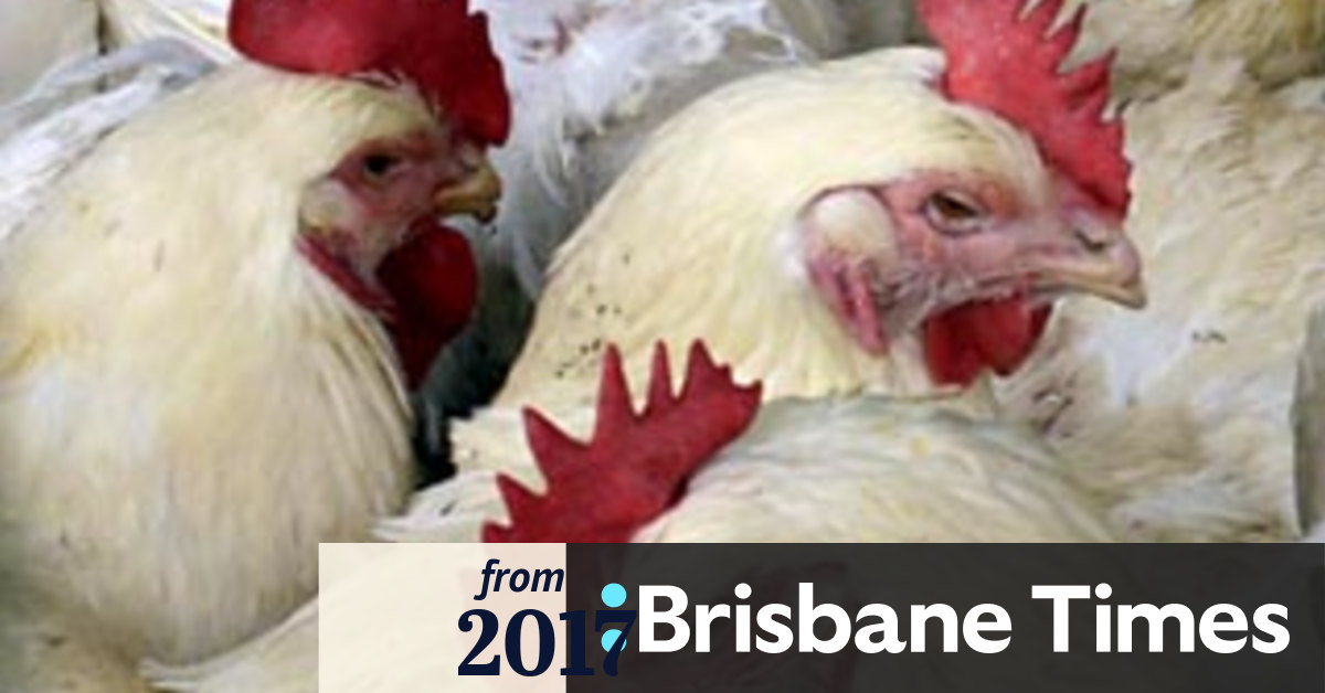 Farmers estimated to lose $150 million from Baiada Poultry closure