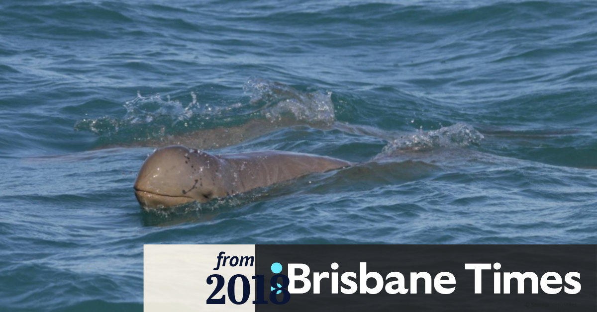 Elusive Australian dolphin species creep closer to endangered status