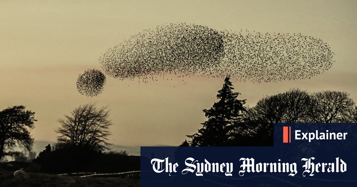 What is swarm intelligence and which species do it?