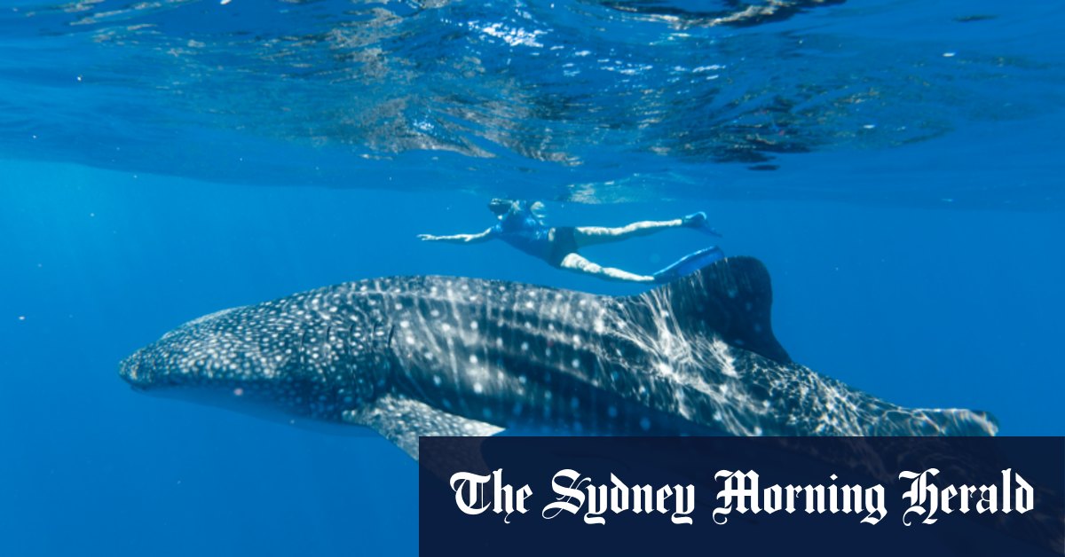 Whale shark in Bermagui: World’s largest fish found in NSW waters