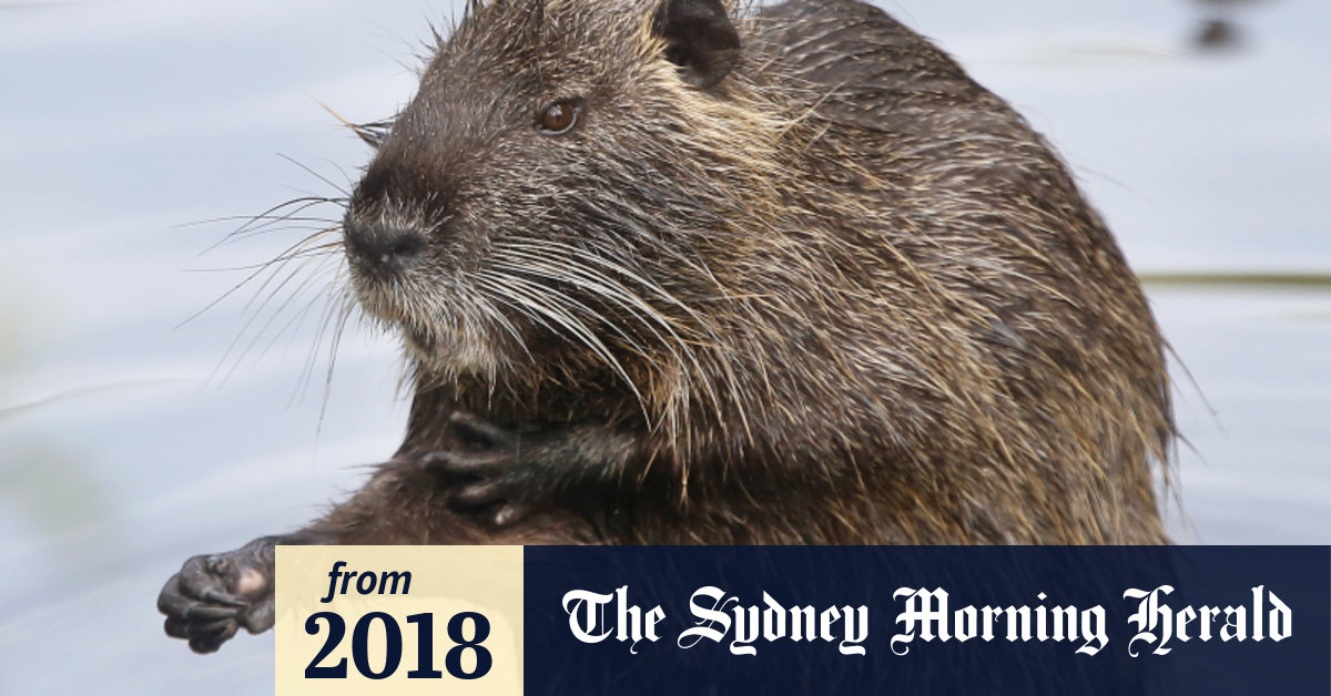 Italy declares war on rampant rodents ravaging its riverbanks