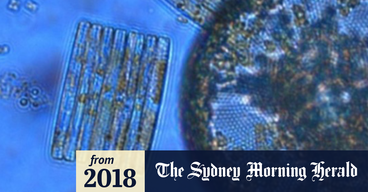 'Game changer': New vulnerability to climate change in ocean food chain