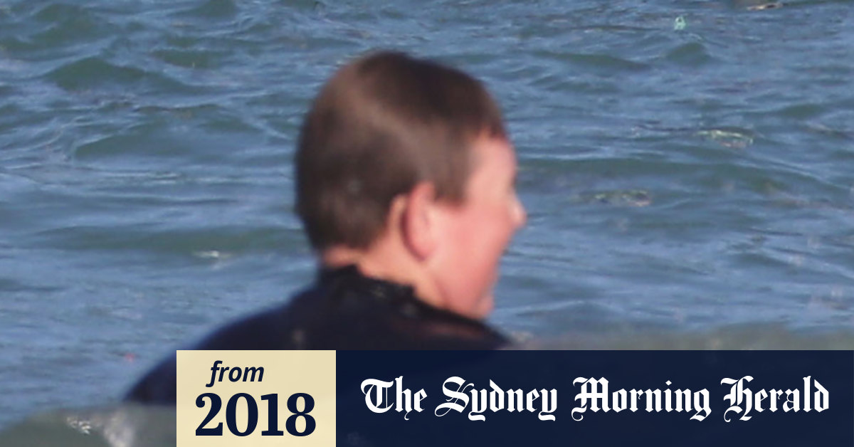 'Mullet run' in full effect as fish make their way north