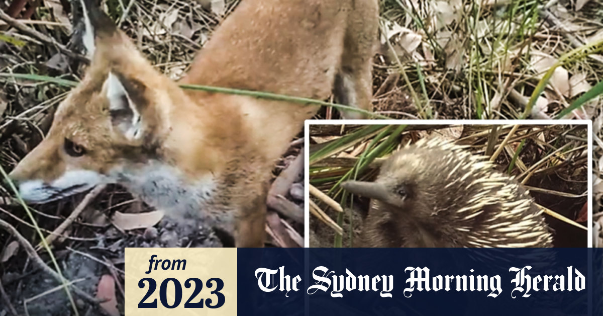 Landcare volunteer’s camera catches footage of fox killing puggle