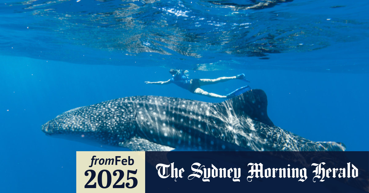 Whale shark in Bermagui: World’s largest fish found in NSW waters