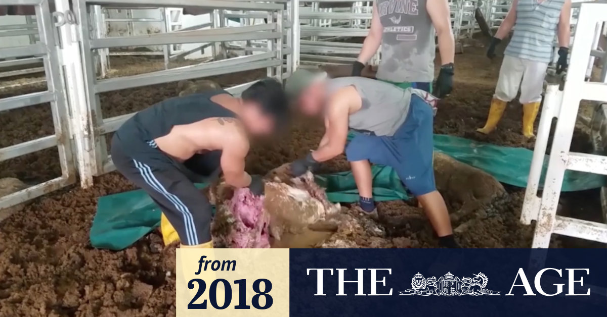 'Boiled alive': New footage shows full scale of live exports horror