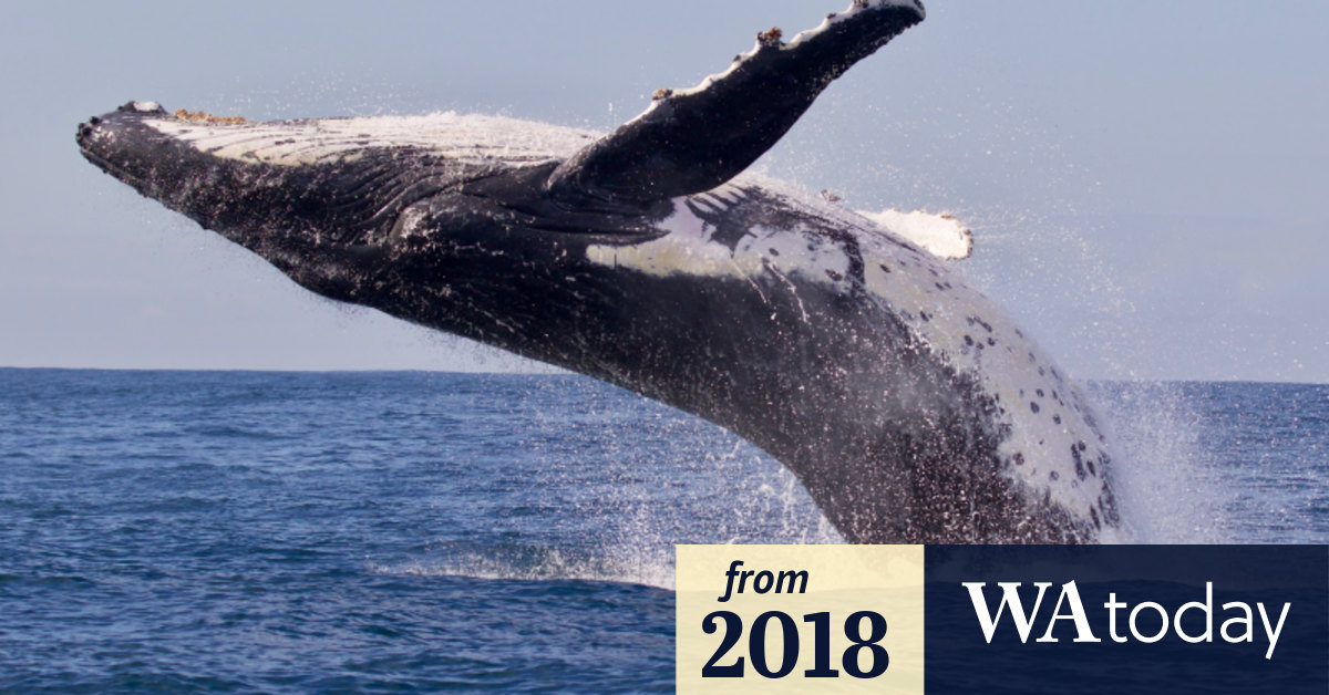 WA to deploy tangled whale tracking buoys