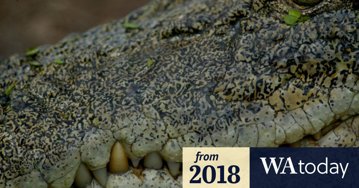 'Traumatic amputation': Croc attack most likely cause of boy's death