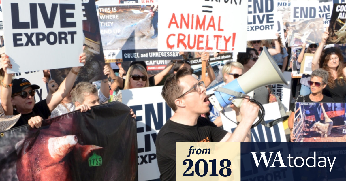 Hundreds protest live export ship due to dock at Fremantle port