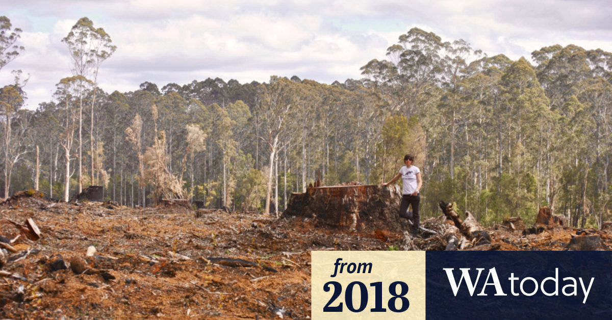 Protesters rally as WA agency plans native forest logging increase