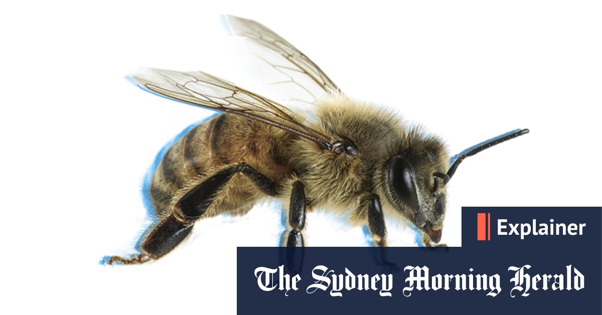 How does a real ‘hive mind’ work? The secret life of bees explained