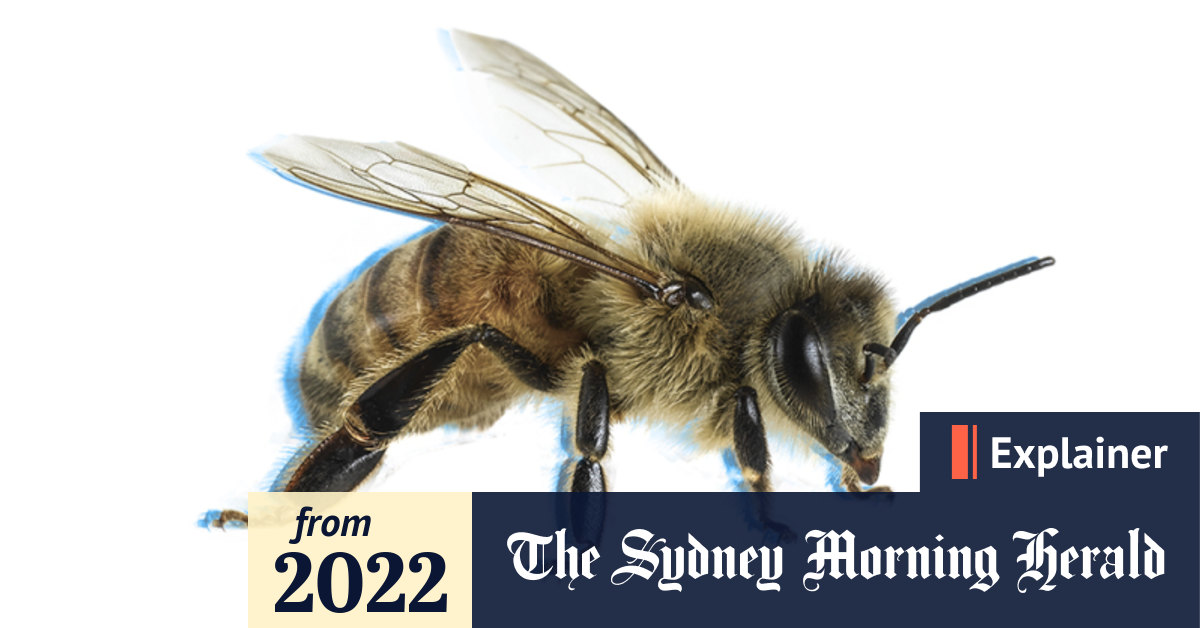 How does a real ‘hive mind’ work? The secret life of bees explained