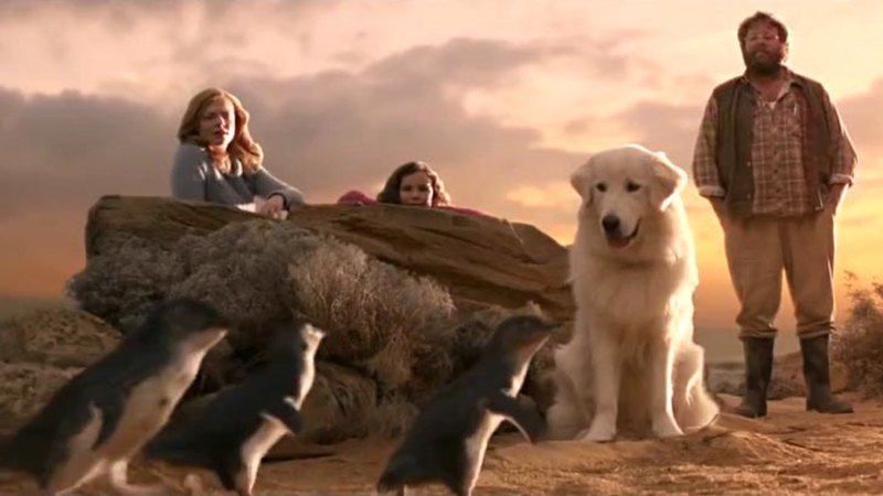 Video: Trailer: Oddball