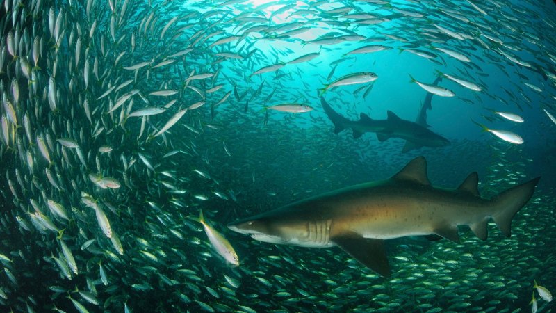 Divers find themselves among 70 critically endangered sharks