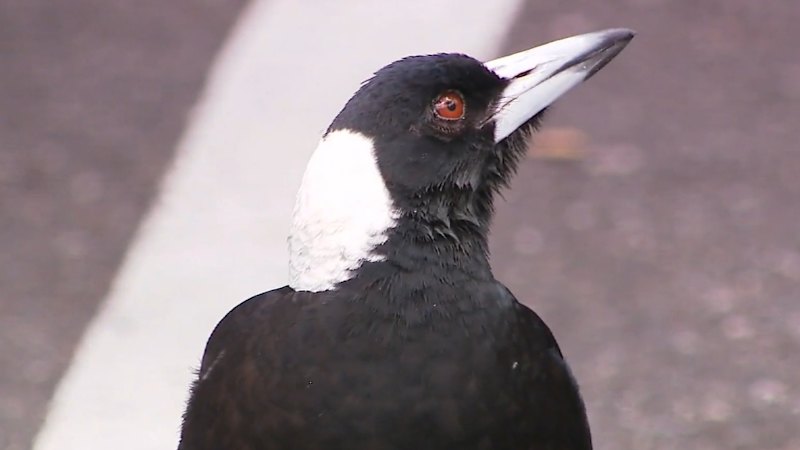 Video: Child in hospital after magpie swoop on walk home from school