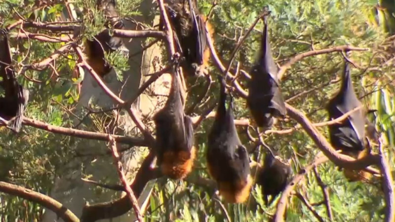 Video: Melbourne MP calls for bat colony to be moved