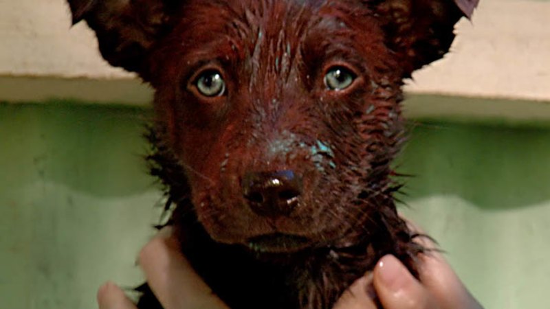 Video: Teaser: Red Dog - True Blue