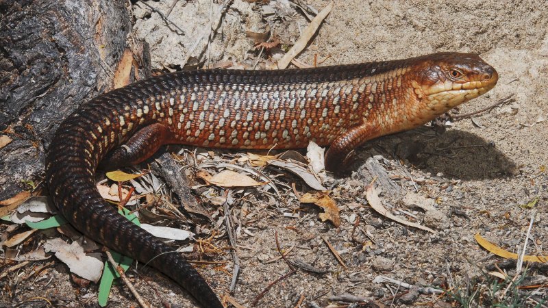 View from the Street: Lizard defeats mining giant