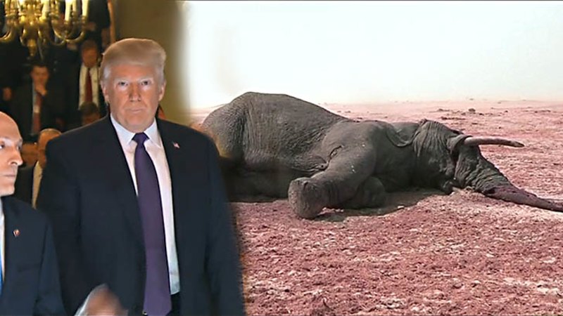 Video: Trump agency authorises elephant trophy imports