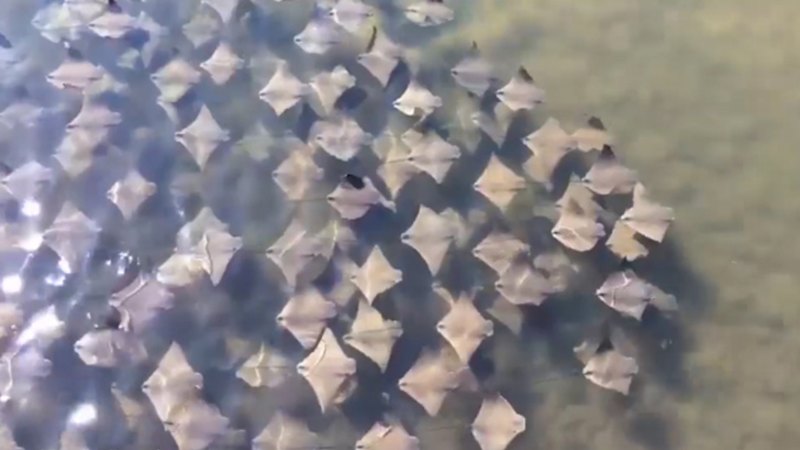 Video: What do you call a group of stingrays?