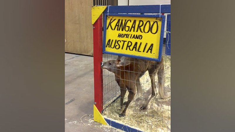 Video: Kangaroo caged in a US petting zoo